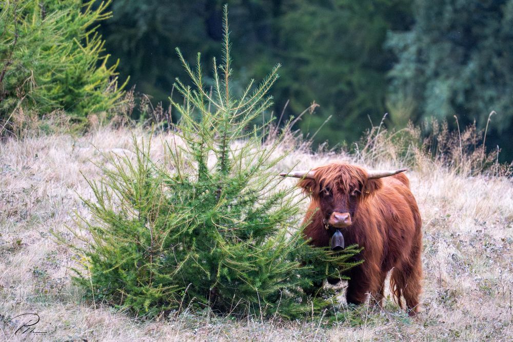 Heures d'ouverture pendant les fêtes de Noël | GST